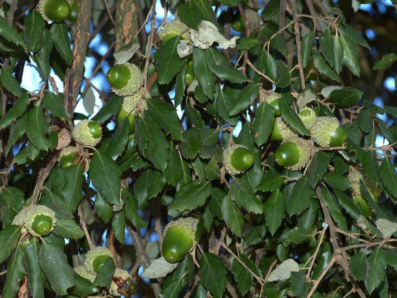 Biji Ek Pohon Hutan - Foto gratis di Pixabay - Pixabay