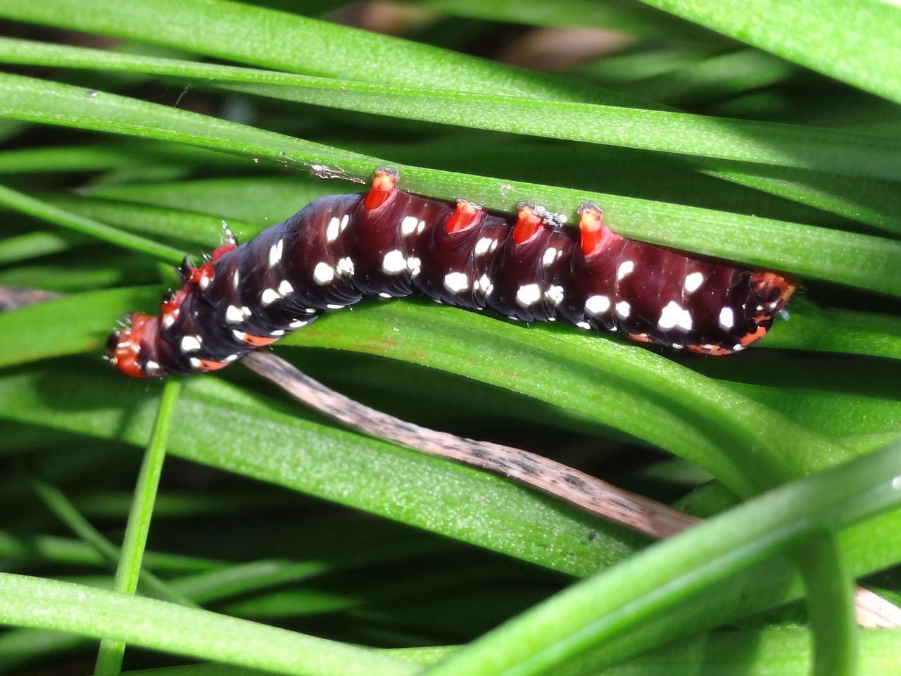 Oruga Insecto Naturaleza Fauna - Foto gratis en Pixabay - Pixabay