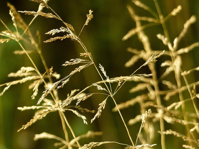 Gras Wiese Makro - Kostenloses Foto auf Pixabay - Pixabay