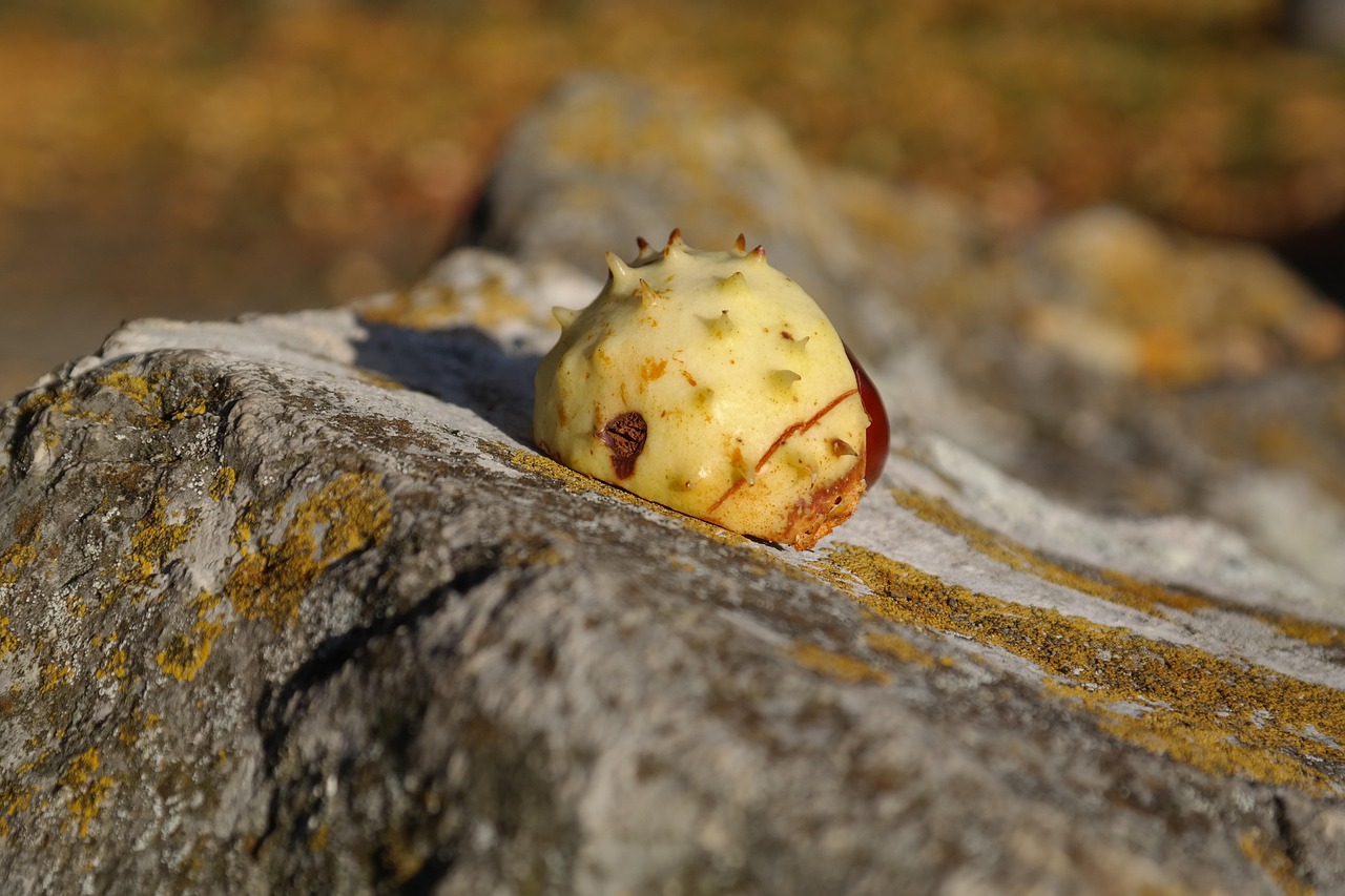 Chestnut Covering Shell - Free photo on Pixabay - Pixabay