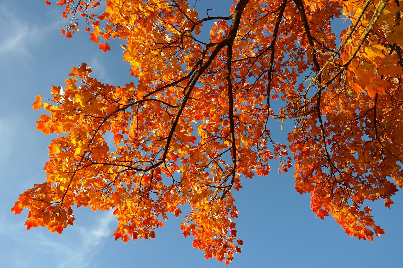 Leaves Fall Autumn Color - Free photo on Pixabay