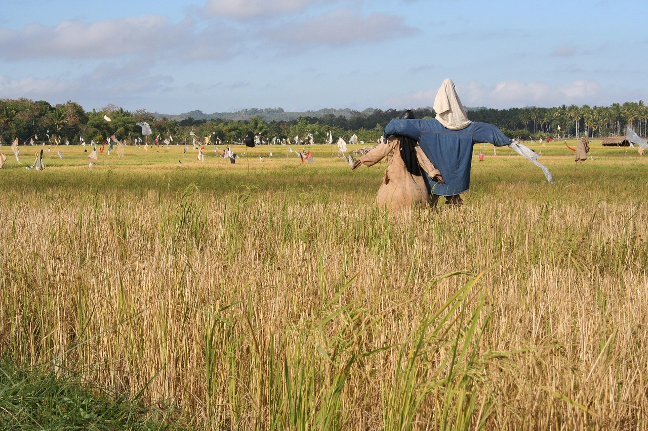 300+ Free Scarecrow & Halloween Images - Pixabay