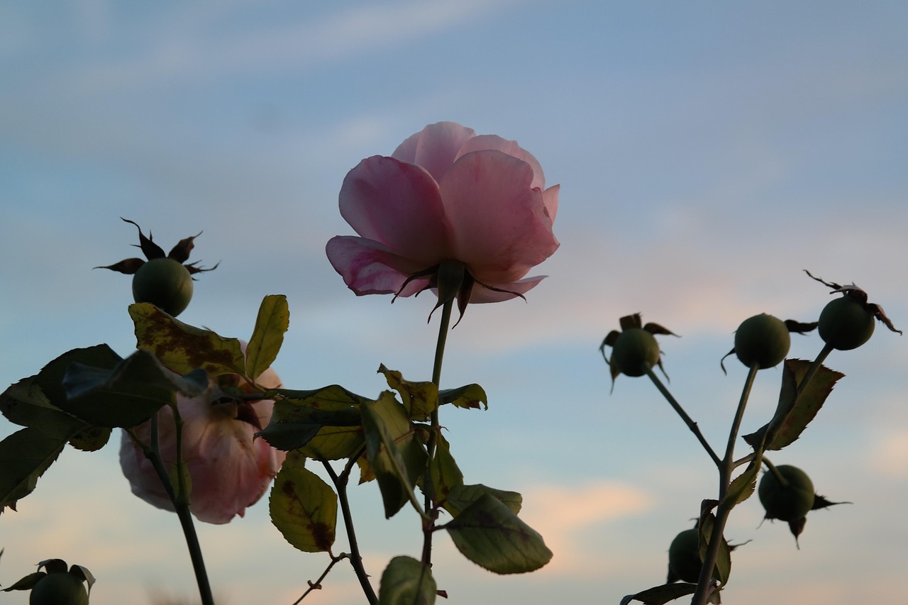 Rose Fleur Églantier - Photo gratuite sur Pixabay - Pixabay