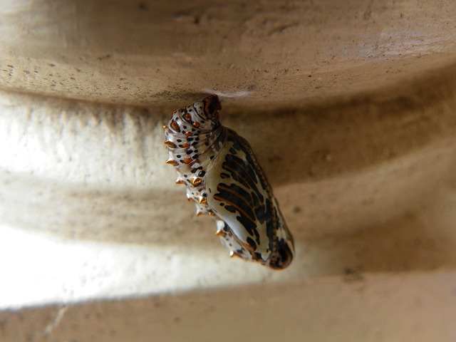 Metamorfosis Capullo Mariposa - Foto gratis en Pixabay - Pixabay
