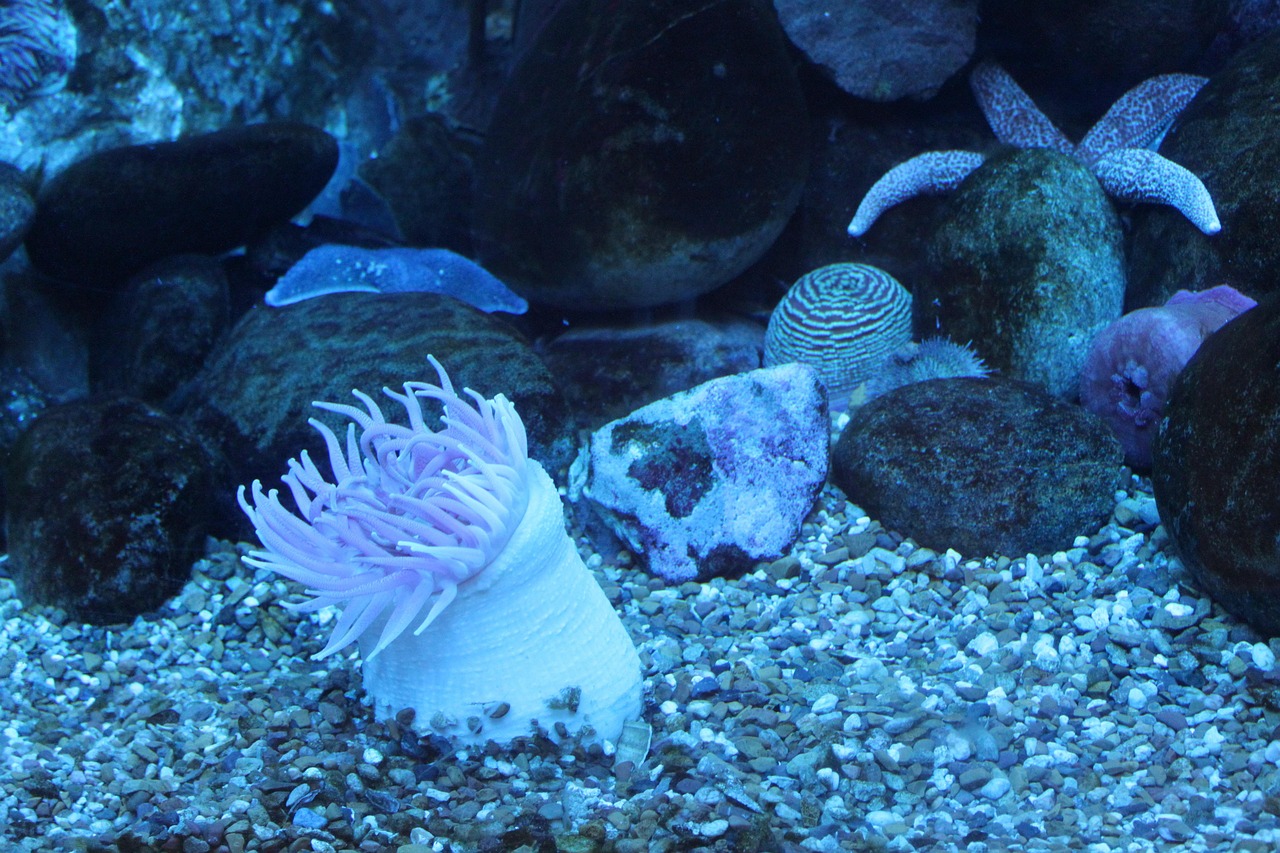 Anemone Sea Animal - Free photo on Pixabay - Pixabay