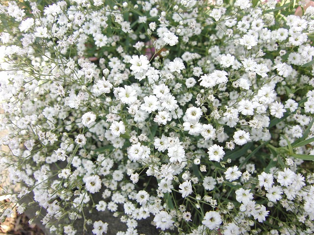 Gypsophila Flowers Plant Nature · Free photo on Pixabay