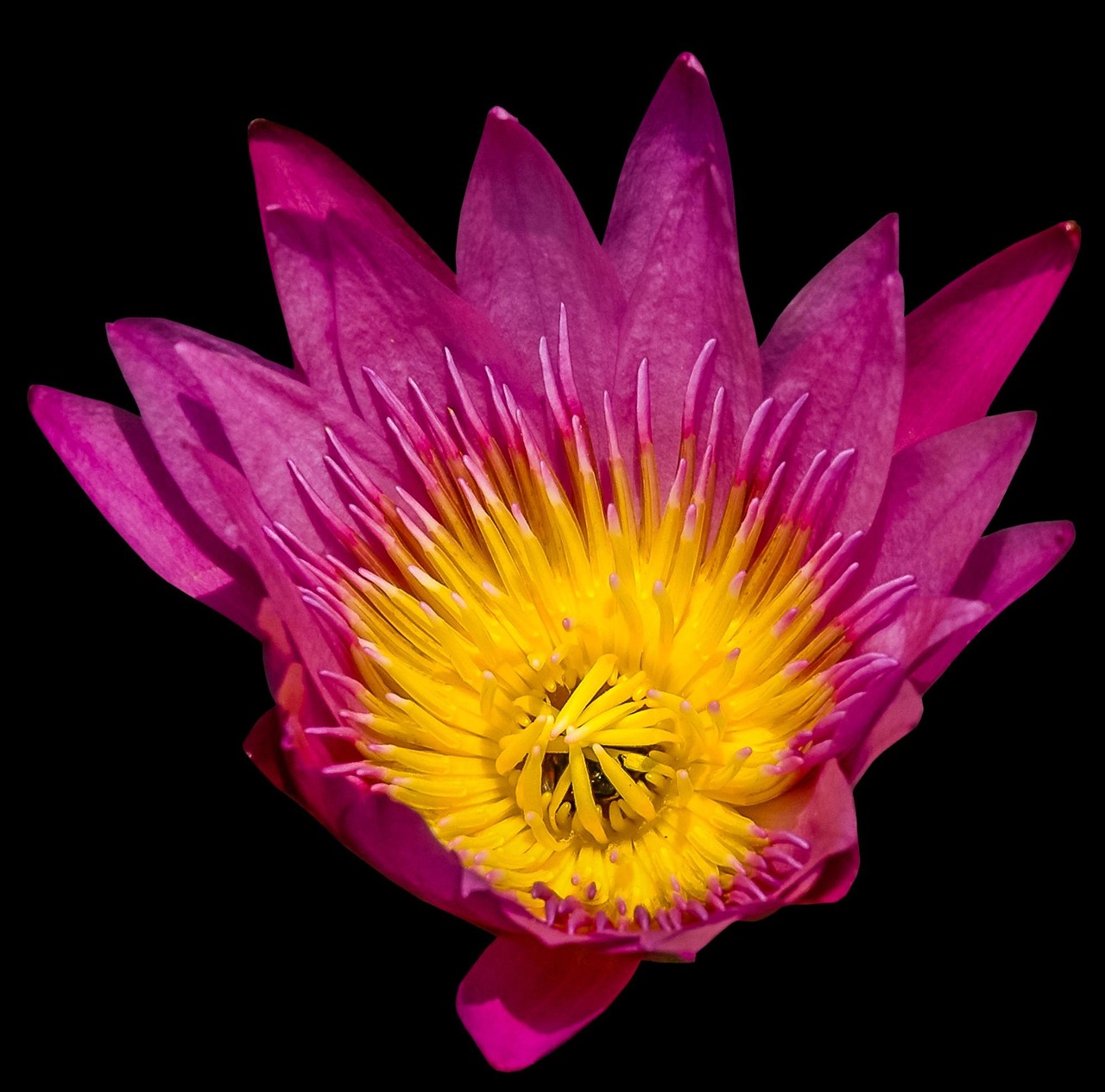 Water Lily Flower Blossom - Free photo on Pixabay - Pixabay