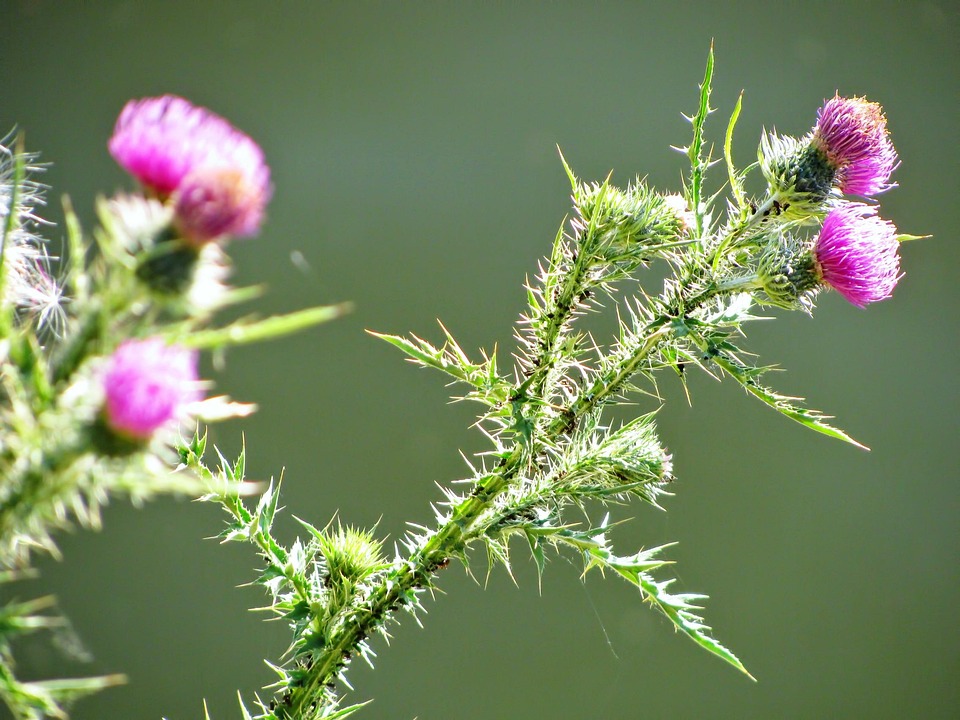 Thistle Plant Close-Up - Free photo on Pixabay