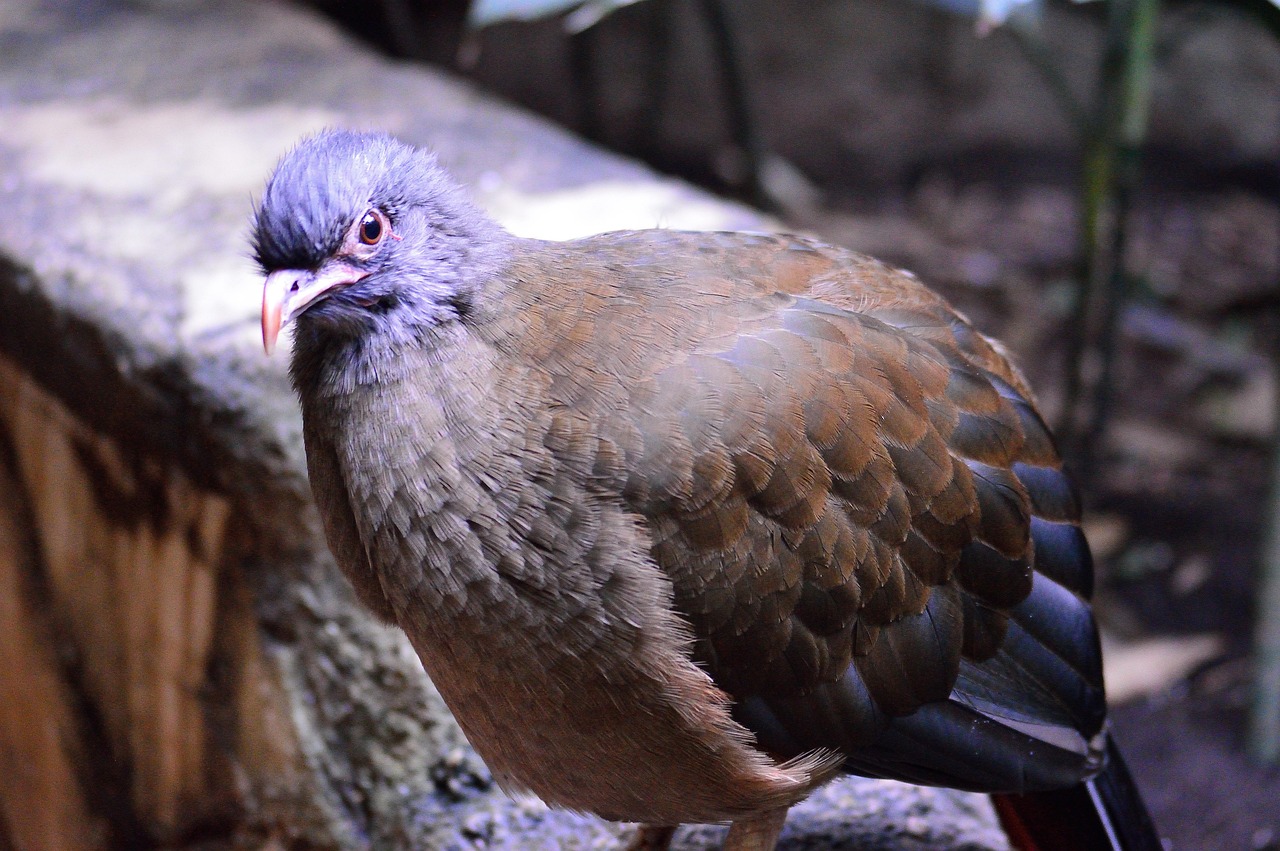 Speckled Pigeon Exotic Bird - Free photo on Pixabay - Pixabay