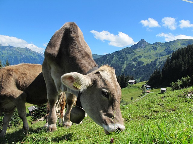 Milk Cow Austria - Free photo on Pixabay - Pixabay
