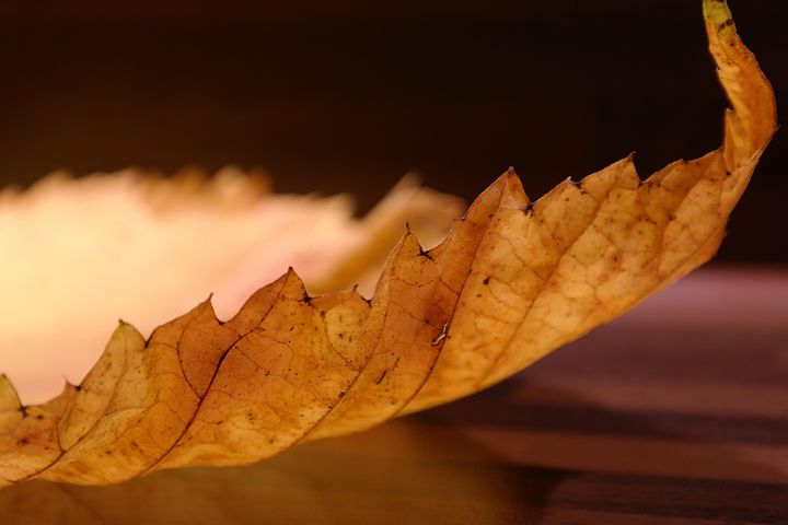 100+ Free Elm & Leaves Photos - Pixabay