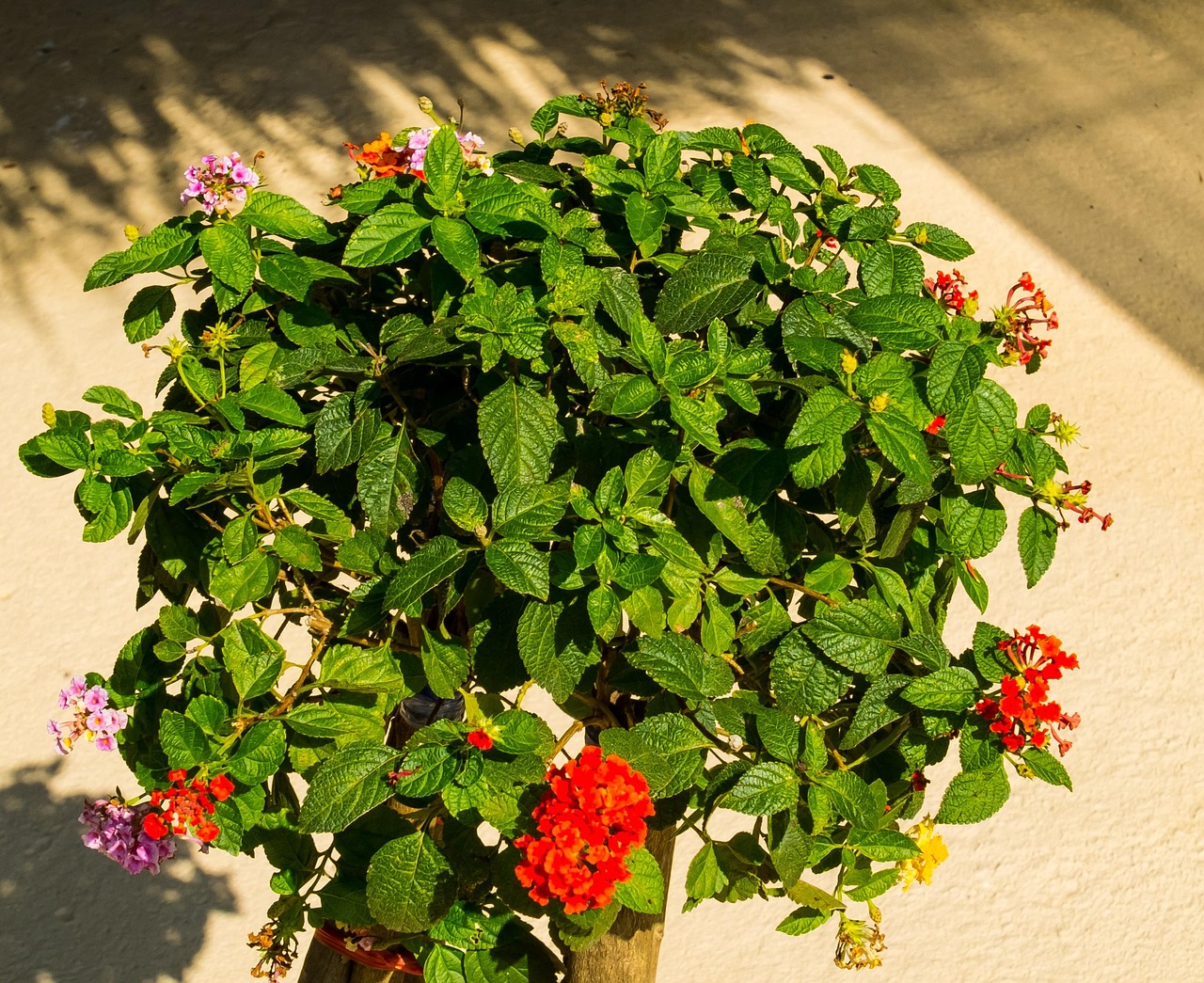 Árbol Floreciente Flor Arbusto - Foto gratis en Pixabay - Pixabay