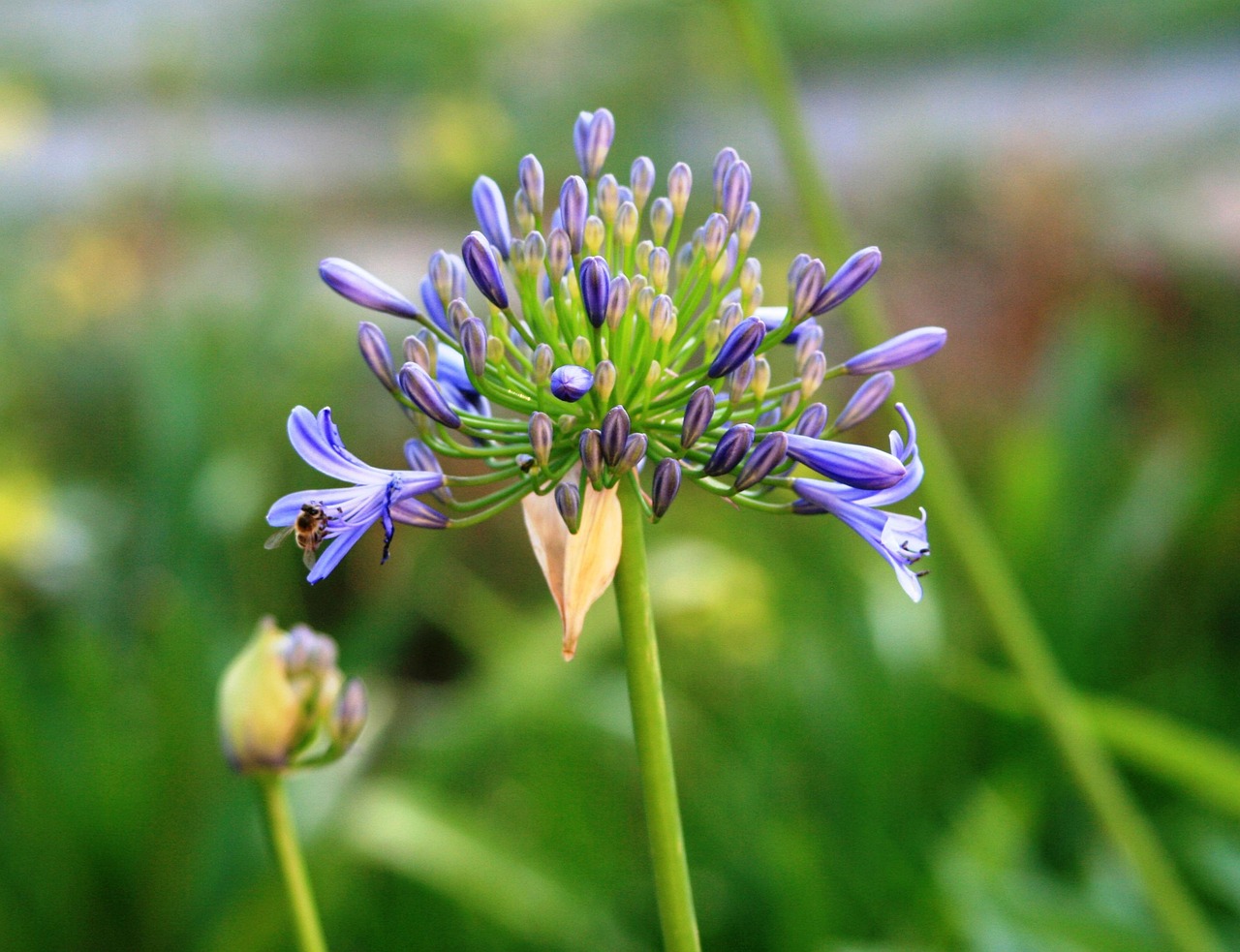 200+ Free Agapanthus & Flower Images - Pixabay