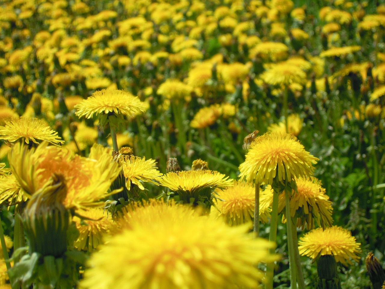 Diente De León Flor Plantas - Foto gratis en Pixabay - Pixabay