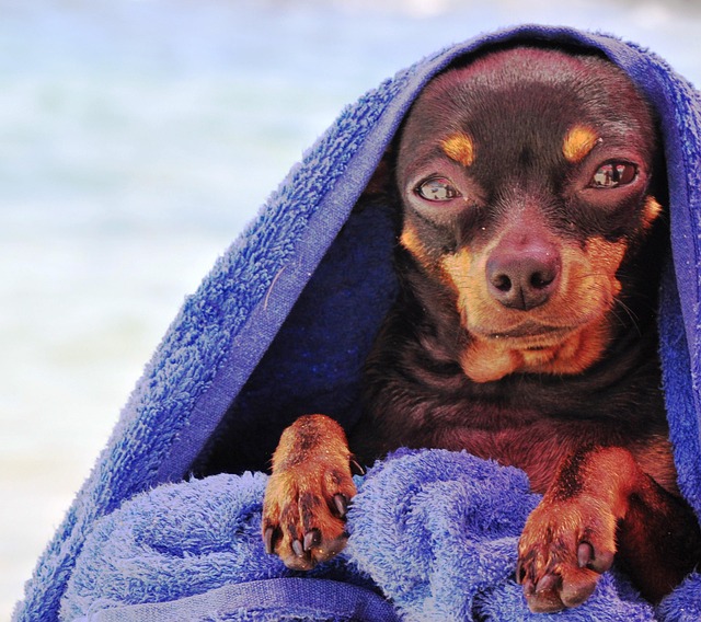 Perro Pinscher Ternura - Foto gratis en Pixabay