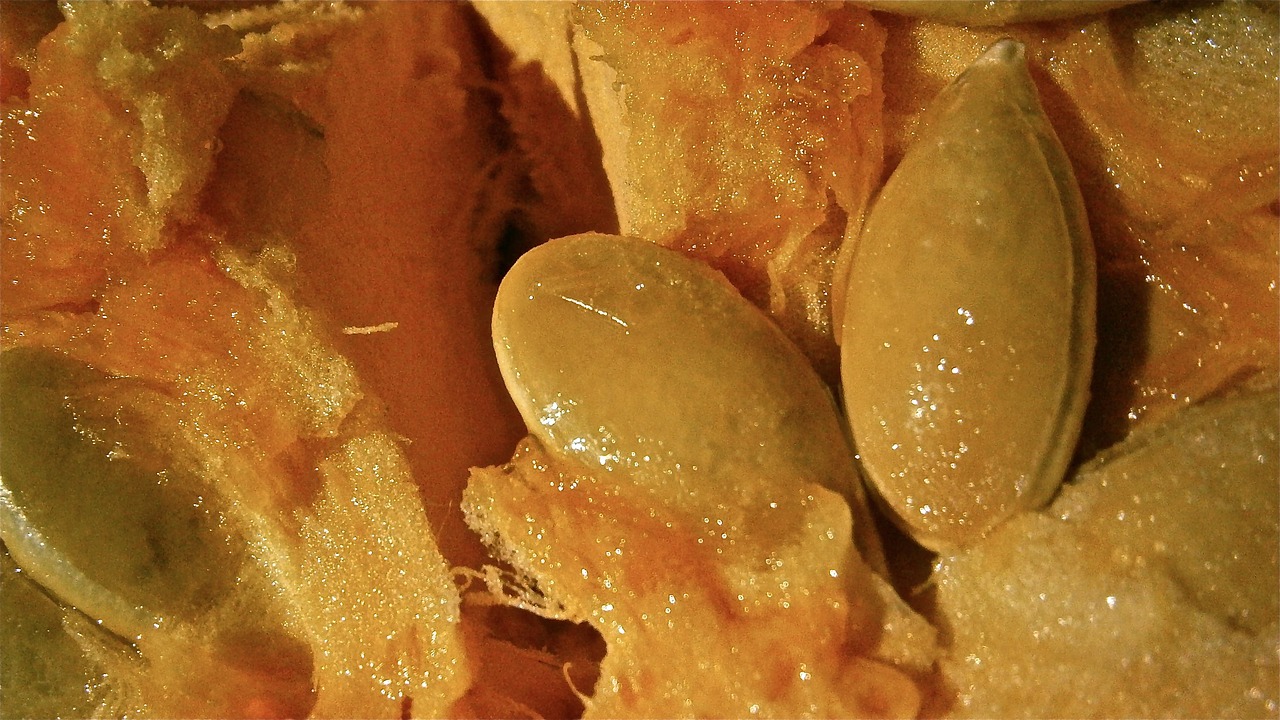 Citrouille Fruit Semences - Photo gratuite sur Pixabay - Pixabay