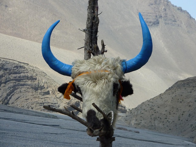 Skull Bones Nepal - Free photo on Pixabay