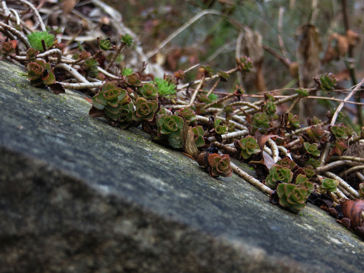 Plantas Roca Oblicuamente - Foto gratis en Pixabay - Pixabay