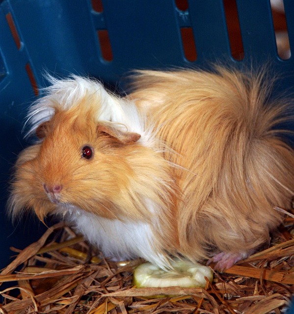 Guinea Pig Sunshine Sun House - Free photo on Pixabay - Pixabay