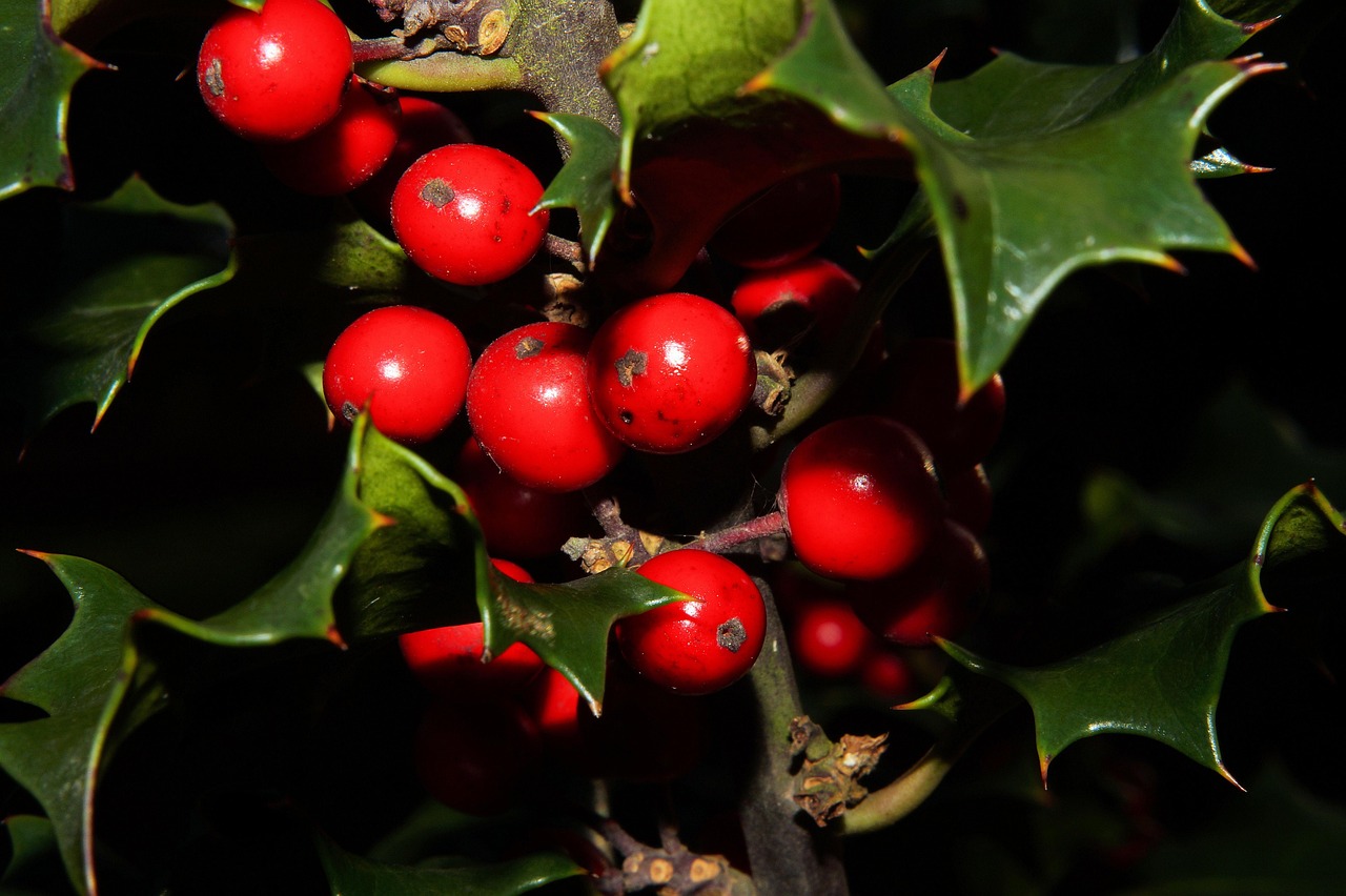 Ilex Holly Red Berries - Free photo on Pixabay - Pixabay