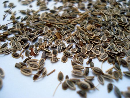 8+ Free Dill Fruit & Dill Images - Pixabay