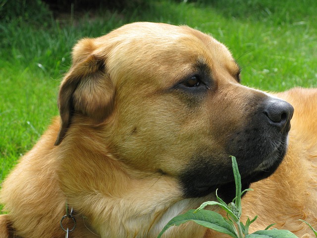 Cachorro Animal Doméstico Nariz Do - Foto gratuita no Pixabay - Pixabay