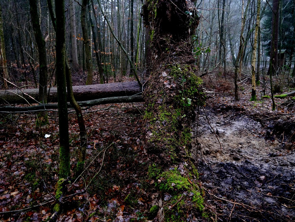Tree Root Storm - Free photo on Pixabay