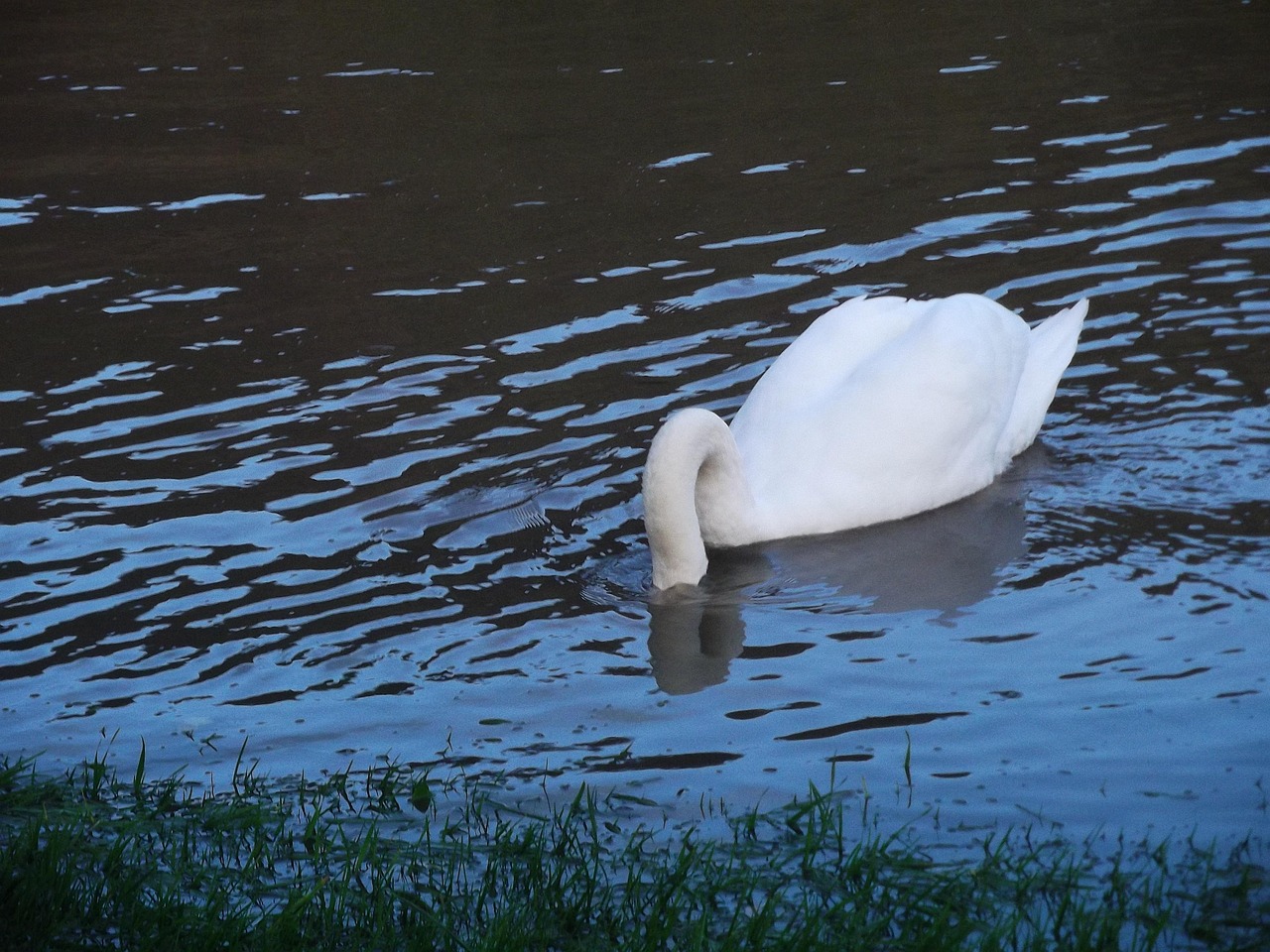 Cisne Ave Acuática Fauna Silvestre - Foto gratis en Pixabay - Pixabay