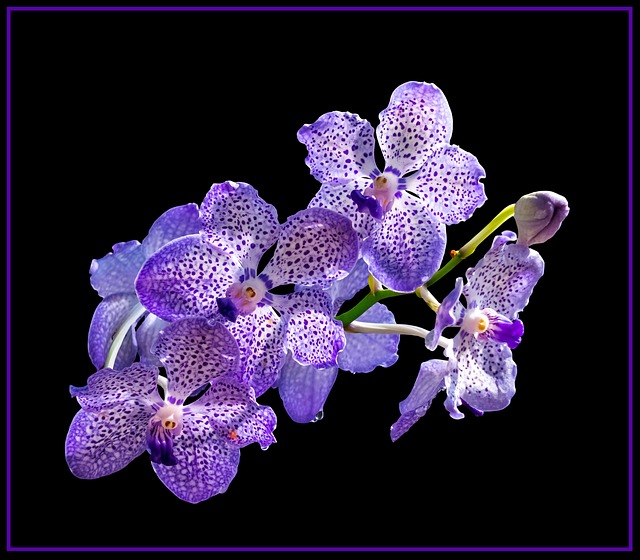 Anggrek Mekar Bunga Putih - Foto gratis di Pixabay - Pixabay