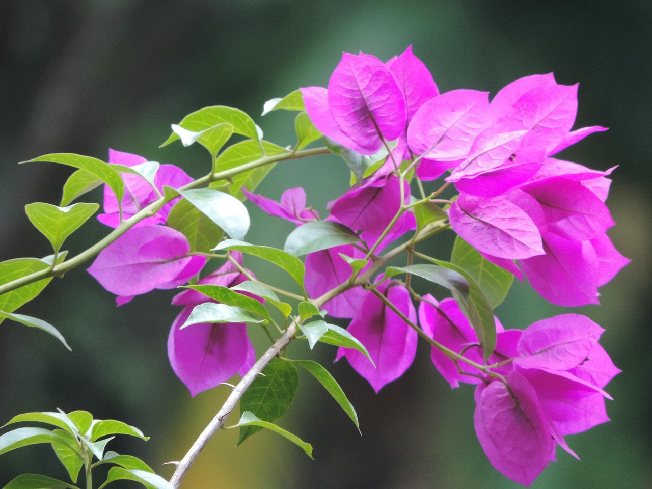 Flores Jardín Manjar - Foto gratis en Pixabay - Pixabay
