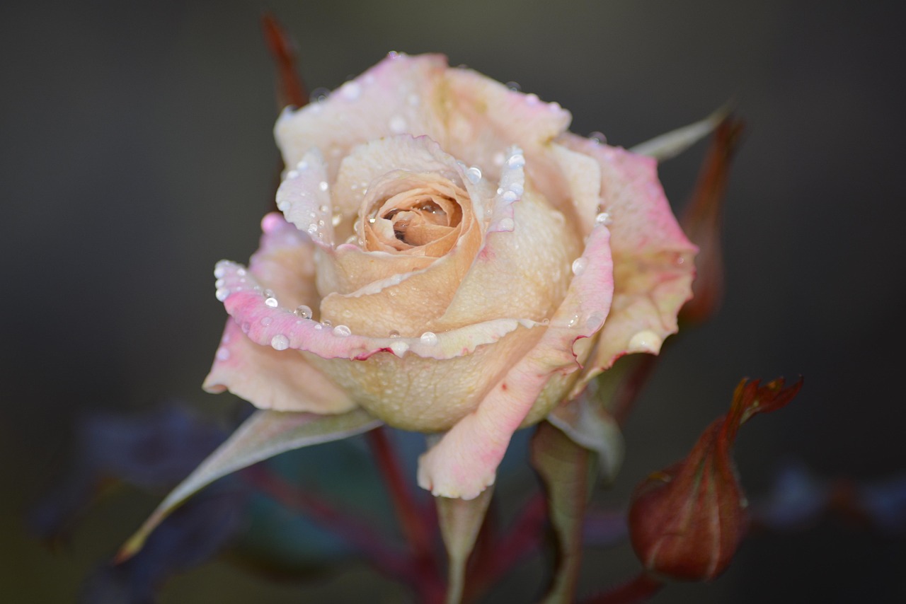 Rose Flower Pink - Free photo on Pixabay - Pixabay