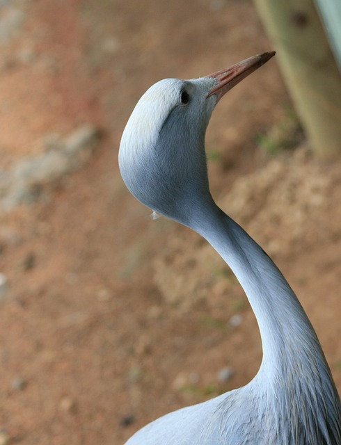 Blue Crane Bird - Free photo on Pixabay