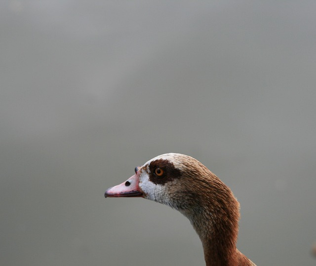 Egyptian Goose Fowl - Free photo on Pixabay