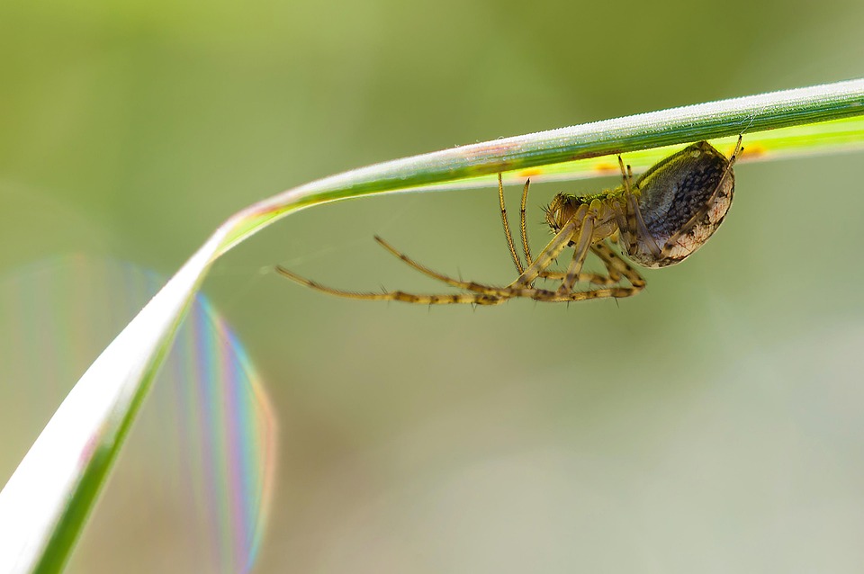 Autumn Spider Metellina Segmentata - Free photo on Pixabay - Pixabay