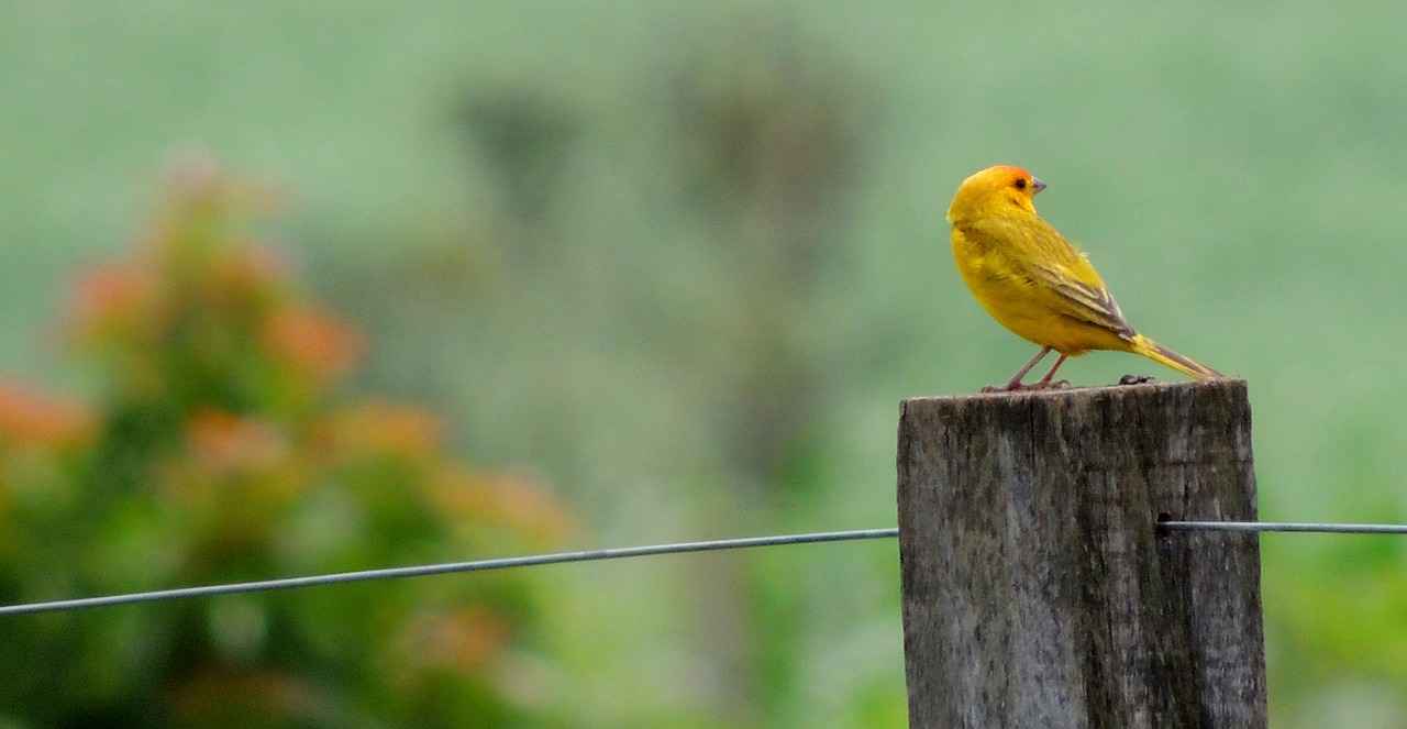 Nature Bird Canary Tropical - Free photo on Pixabay - Pixabay