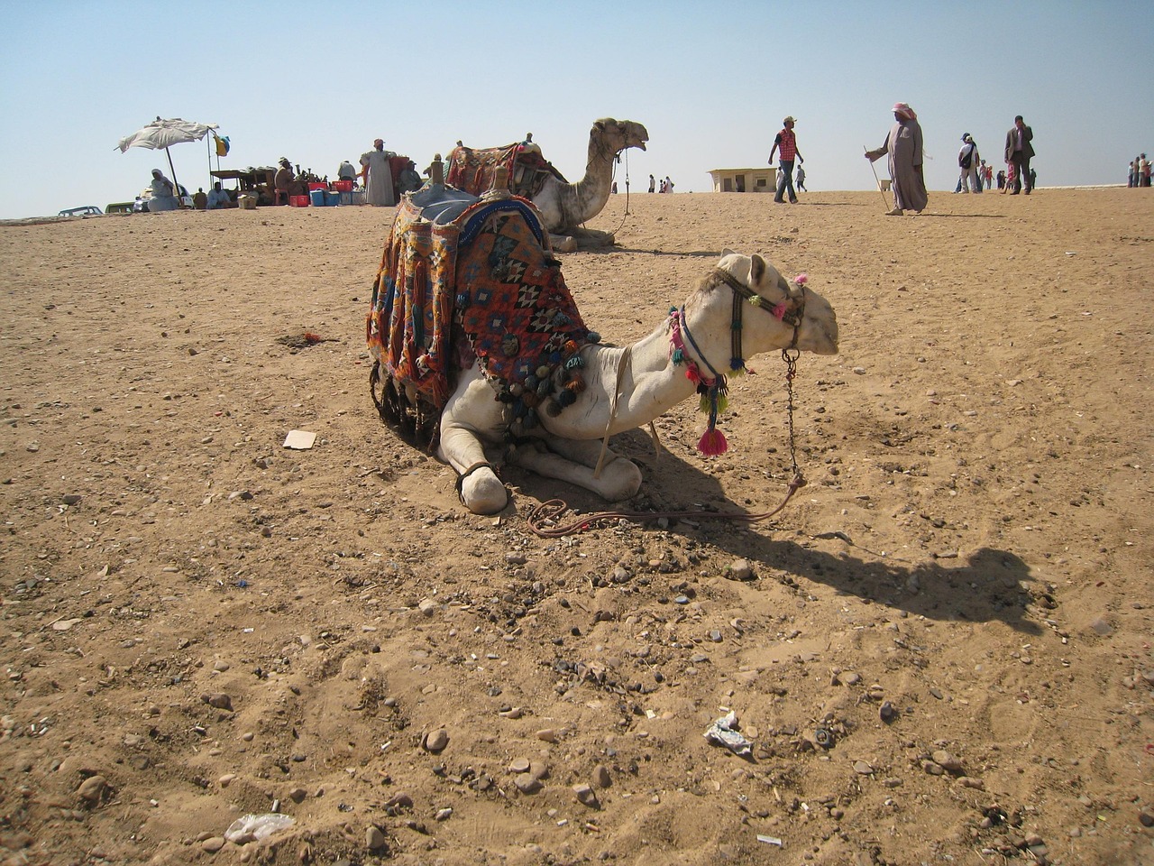 Camel Egypt Cairo Laying - Free photo on Pixabay