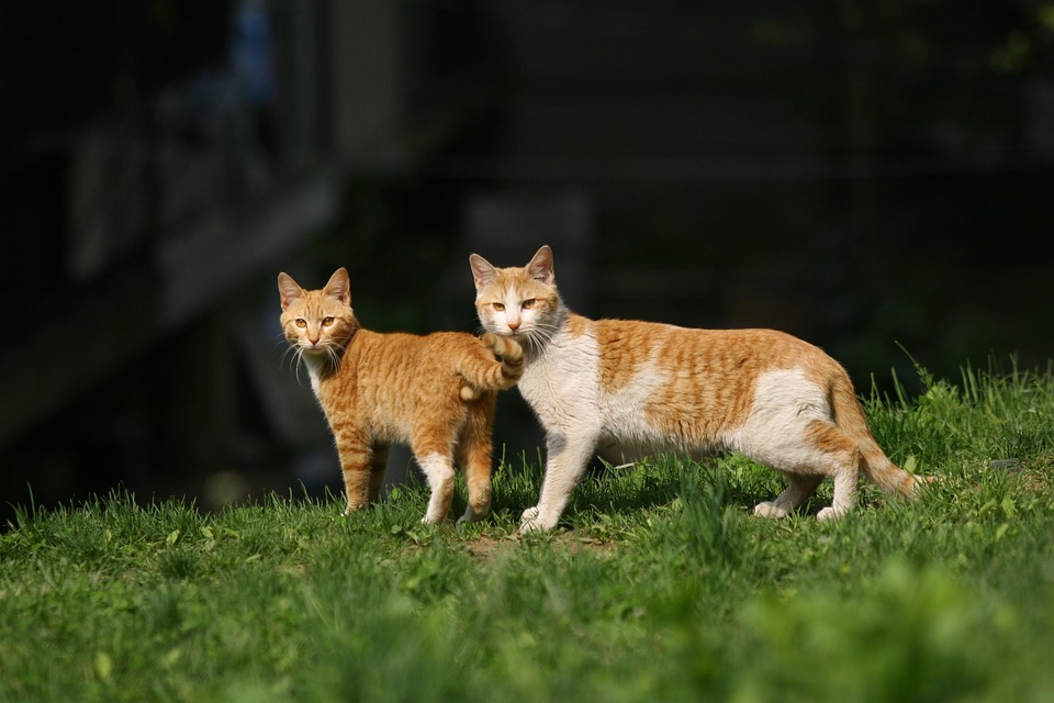 Kat Dier Lente · Gratis foto op Pixabay