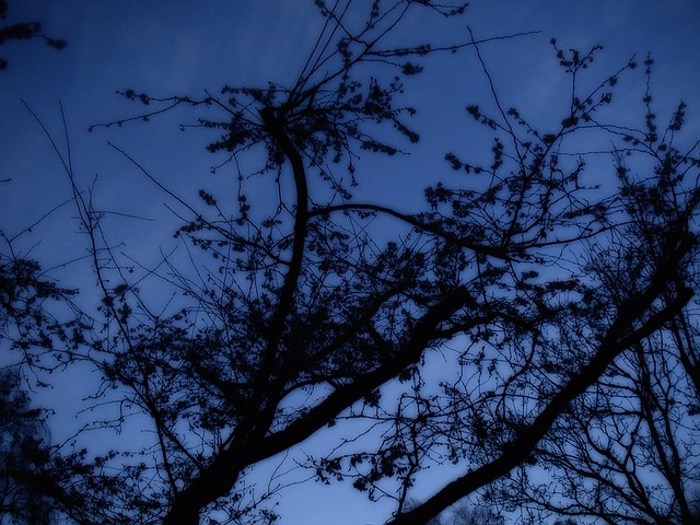 40,000+ Free Trees At Night & At Night Images - Pixabay