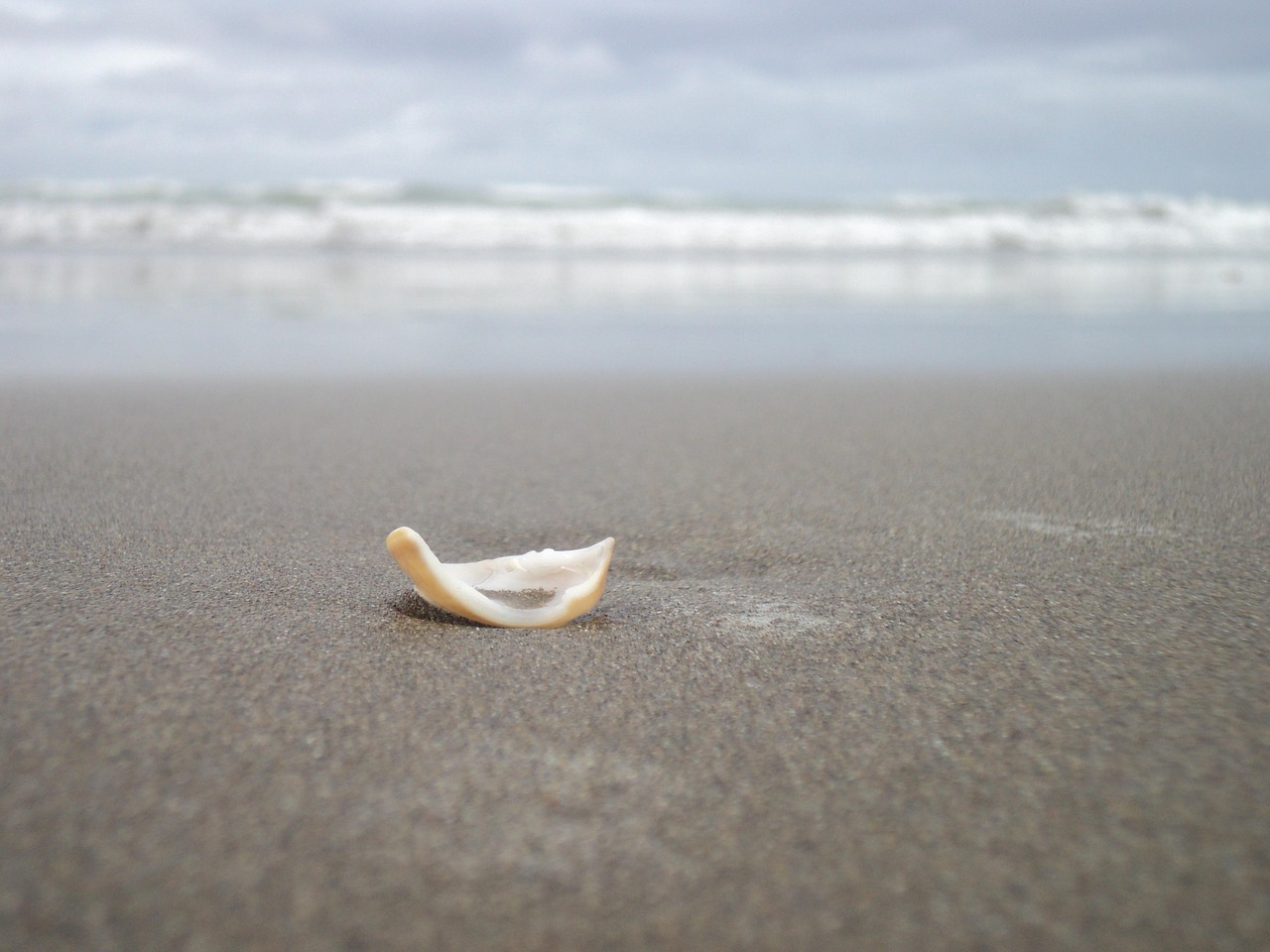 Seashell Shell Crete - Free photo on Pixabay - Pixabay