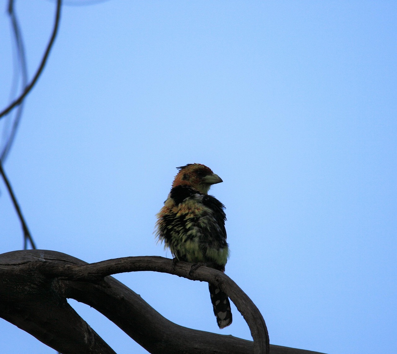 Barbudo Con Cresta Pájaro Vistoso - Foto gratis en Pixabay - Pixabay