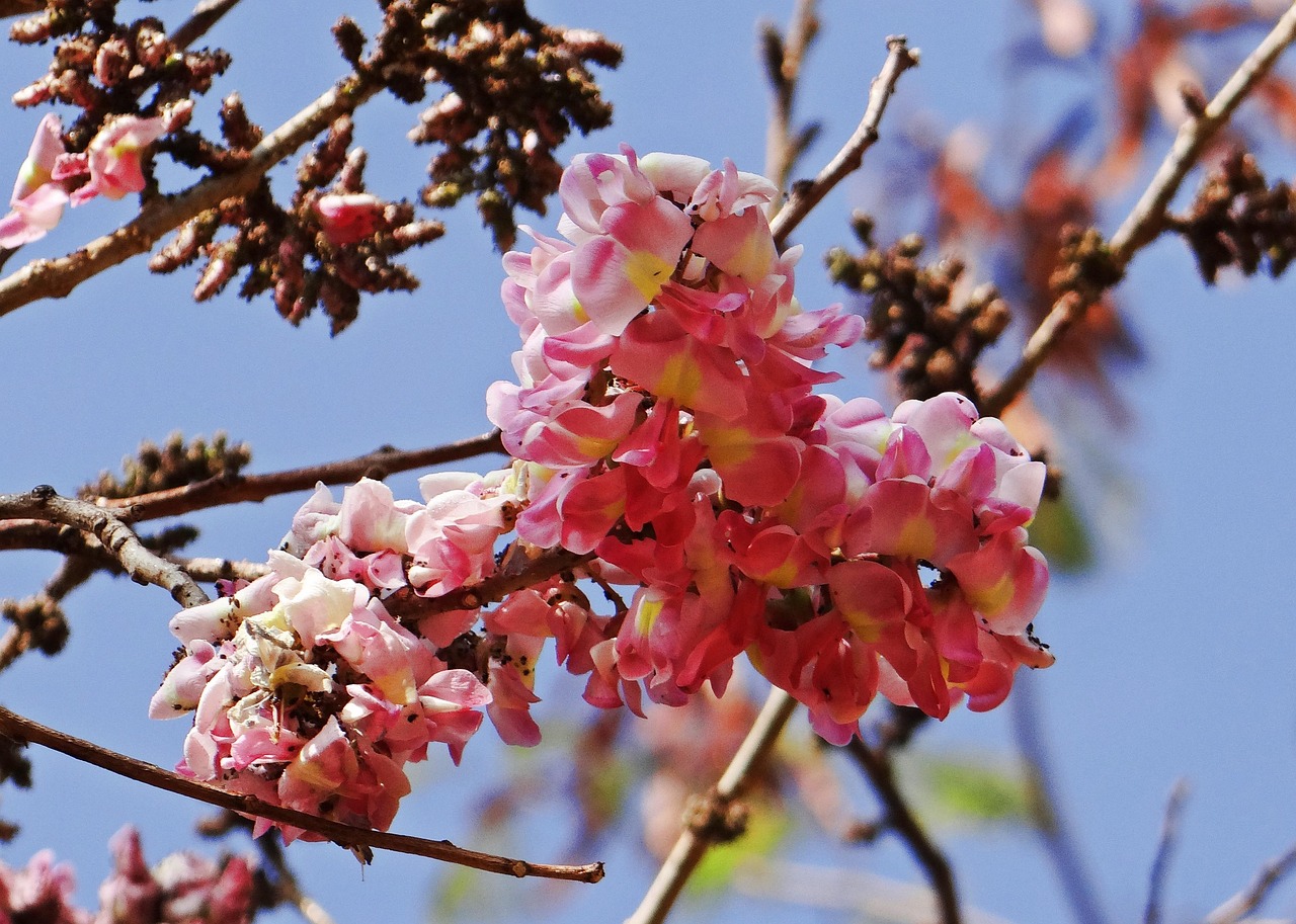 Cassia Pink Wildflower Flower - Free photo on Pixabay - Pixabay