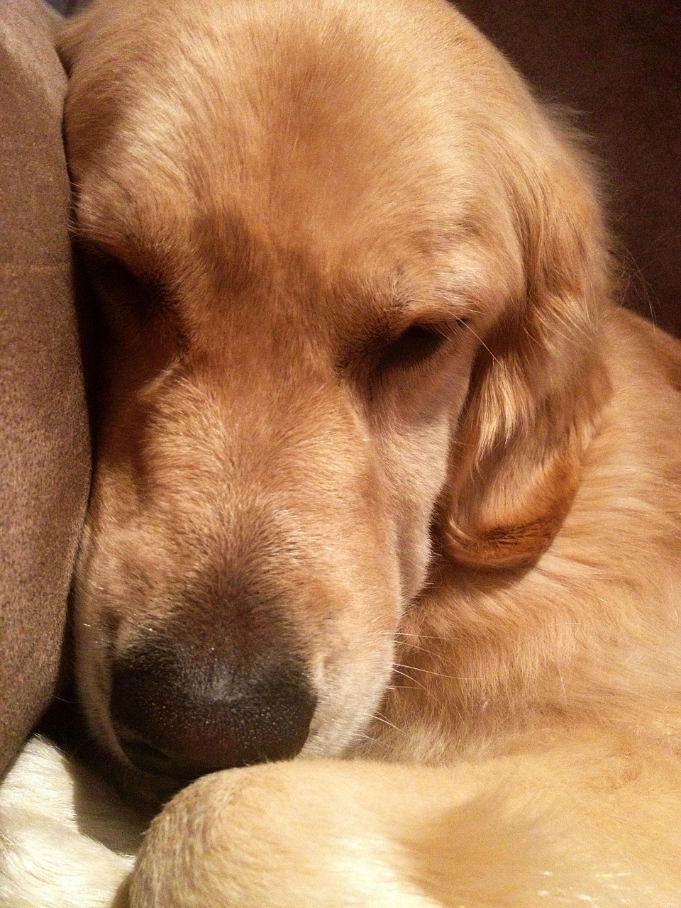 70+ Free Sleepy Head & Sleepy Images - Pixabay