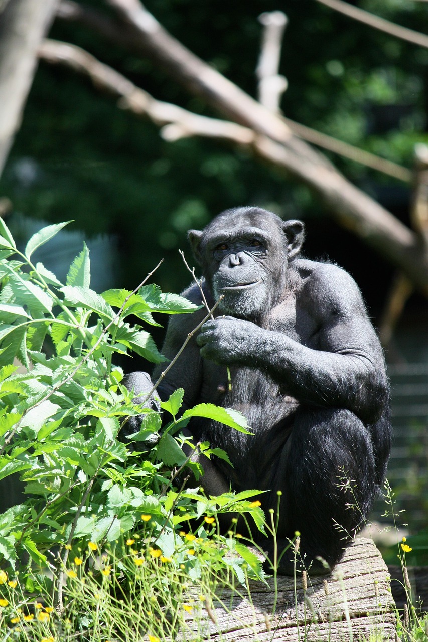 Ape Zoo Animal - Free photo on Pixabay - Pixabay
