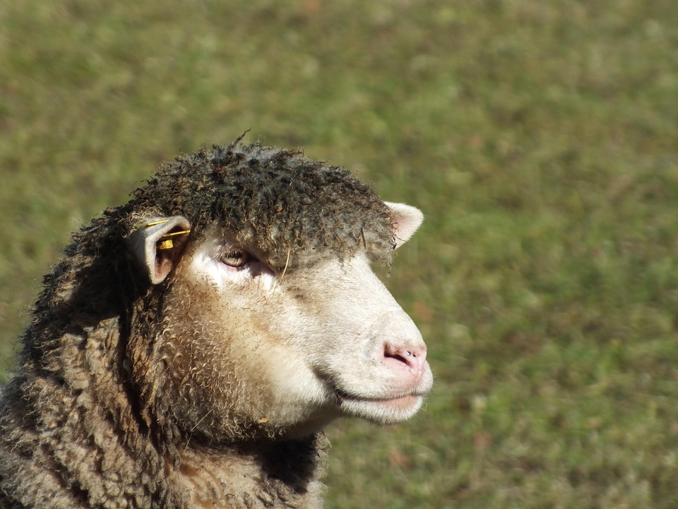 Le Mouton Printemps - Photo gratuite sur Pixabay - Pixabay