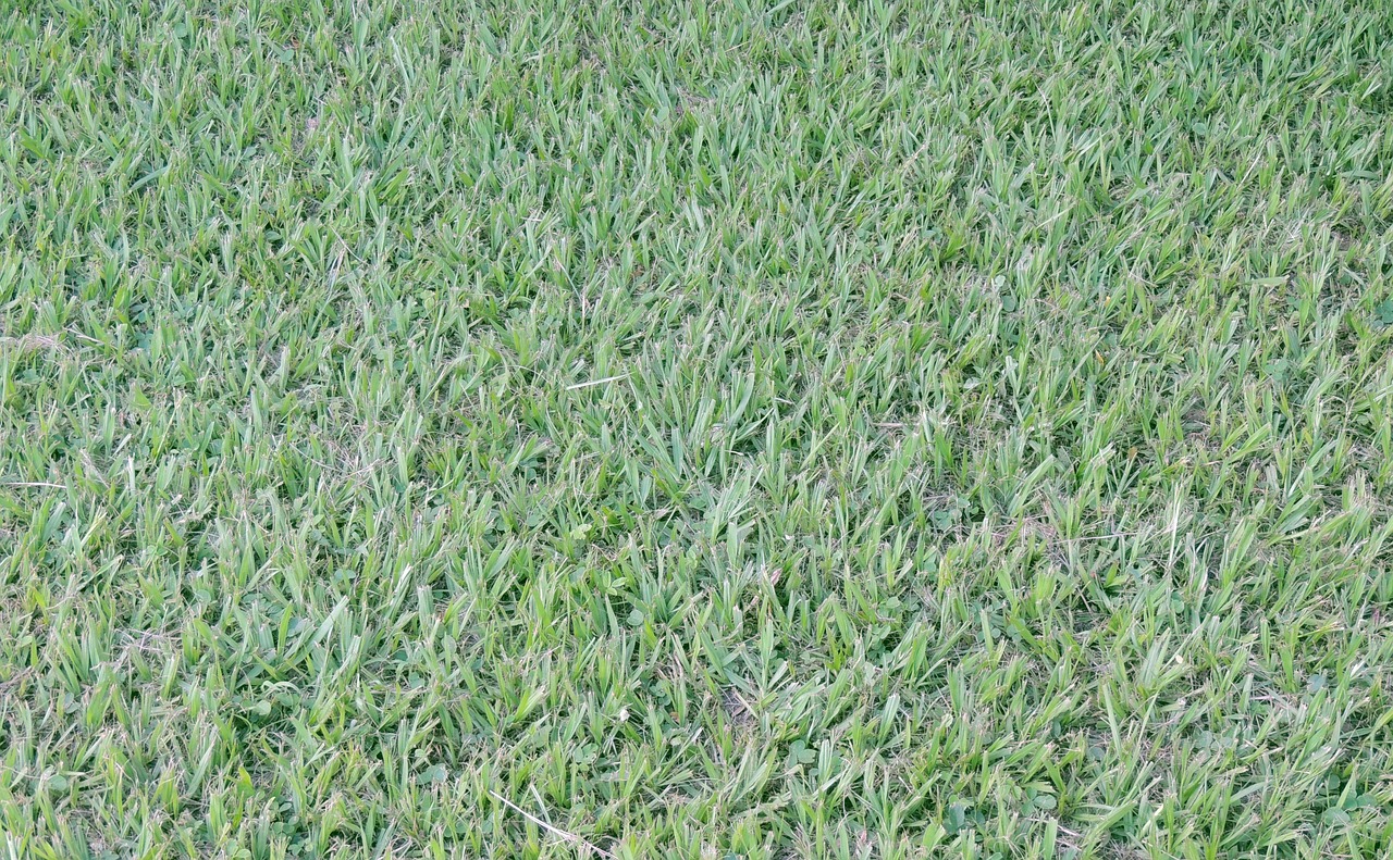 Pelouse Herbe Vert - Photo gratuite sur Pixabay - Pixabay
