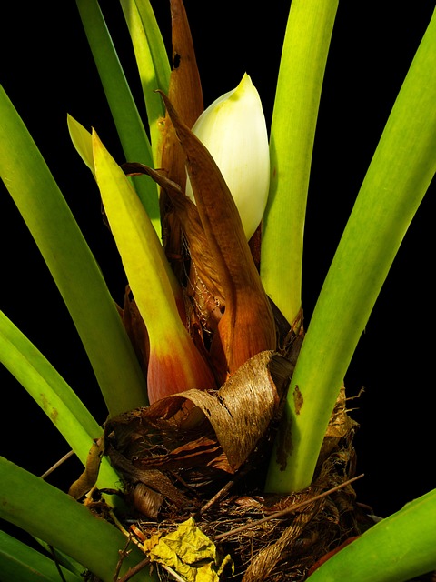 Flor De Palma Palmera - Foto gratis en Pixabay - Pixabay