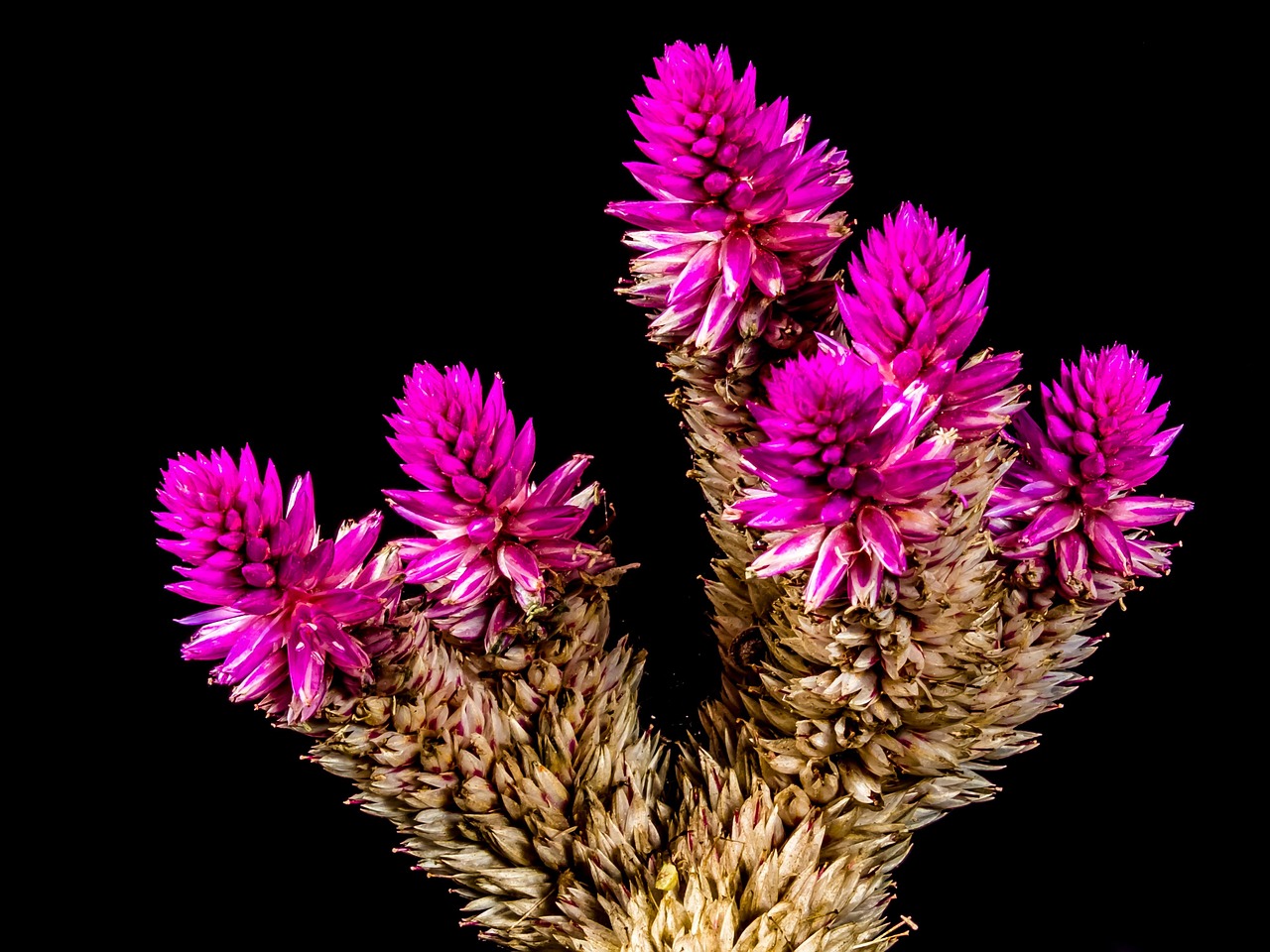 Blossom Bloom Flower - Free photo on Pixabay