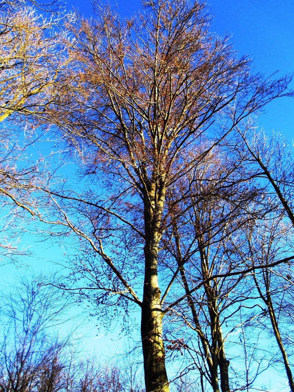 Arbre Forêt Paysage La - Photo gratuite sur Pixabay - Pixabay