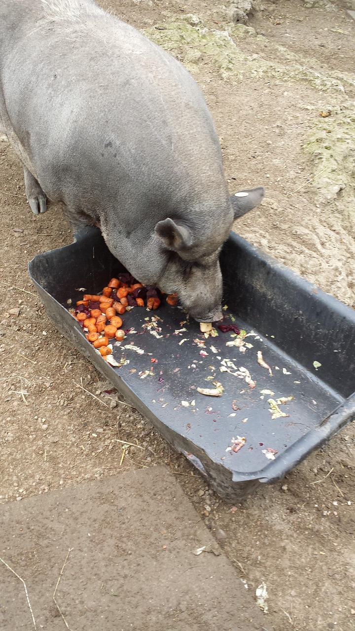Pig Wolf Down Farm Yard - Free photo on Pixabay - Pixabay