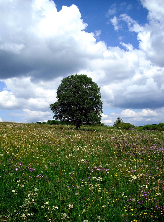 Blumenwiese Baum Landschaft - Kostenloses Foto auf Pixabay - Pixabay